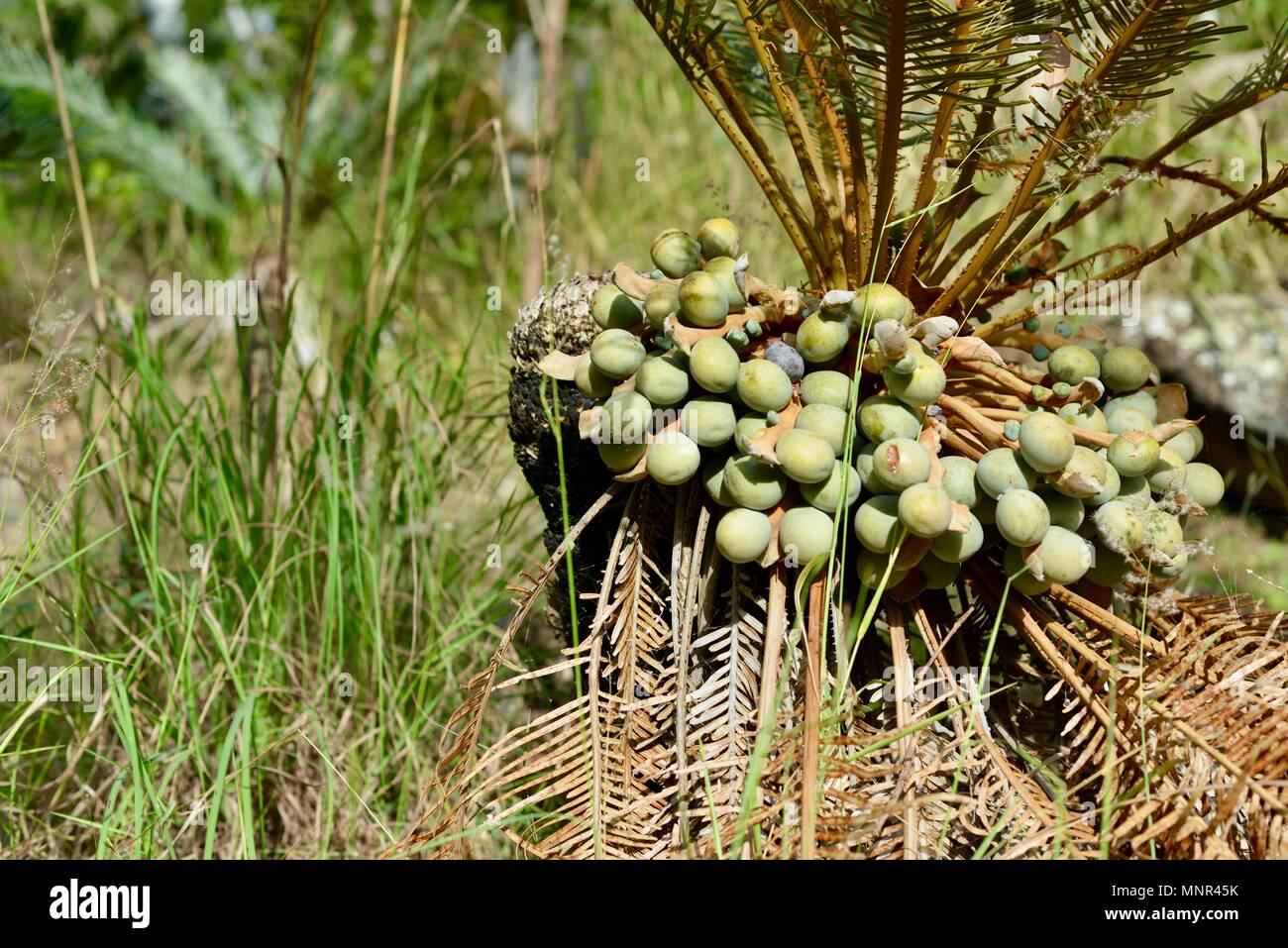 Australian Cycad High Resolution Stock Photography and Images - Alamy