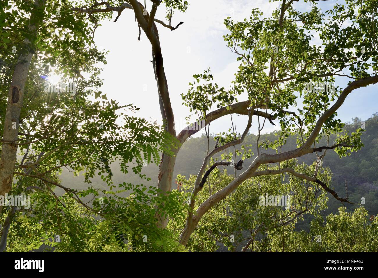 Sunlight breaking through a tree hi-res stock photography and images ...
