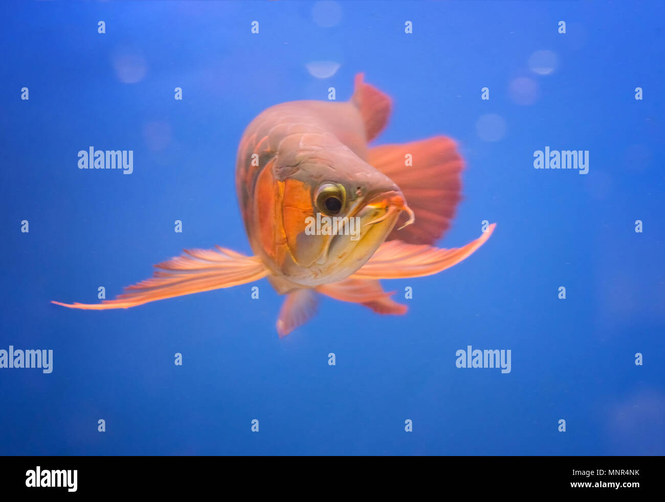 Asian arowana red fish,dragon fish Stock Photo - Alamy