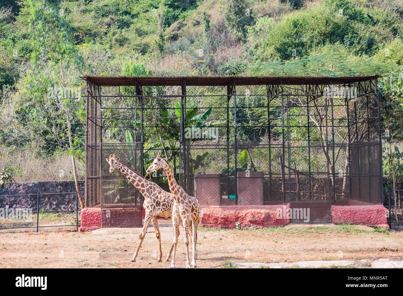 A couple of giraffe standing together in zoo & looking towards to ...