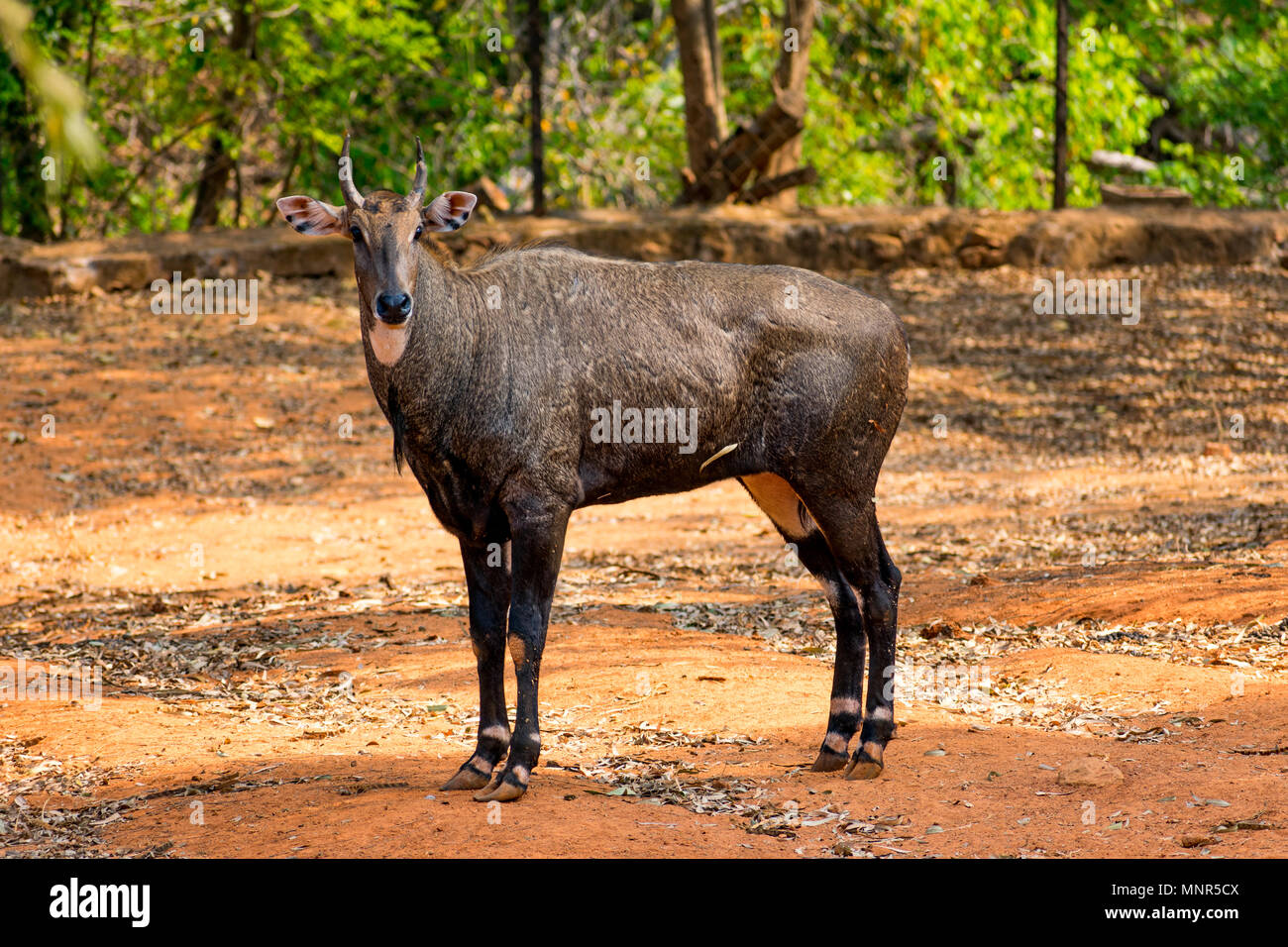 Awesome close view of Nilgai deer at Indian national park ...