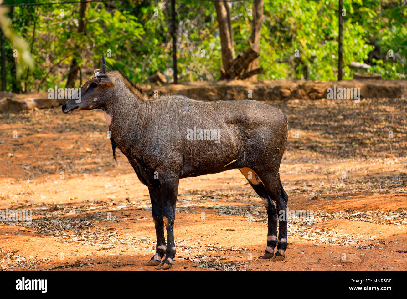 Wetland habitat nilgai hi-res stock photography and images - Alamy
