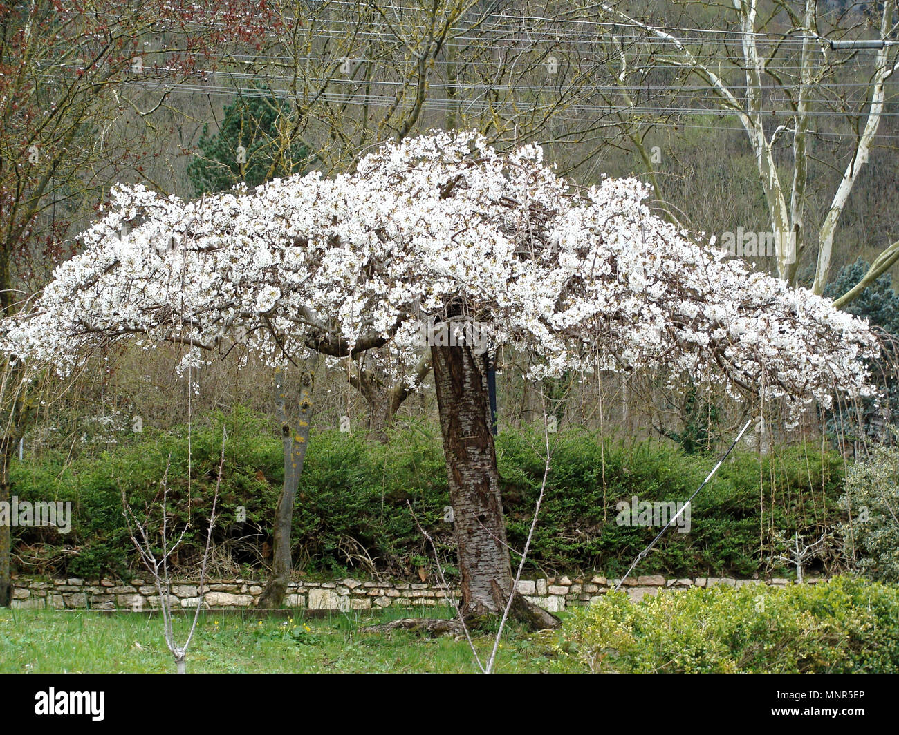 Large flowering cherry tree hi-res stock photography and images - Alamy