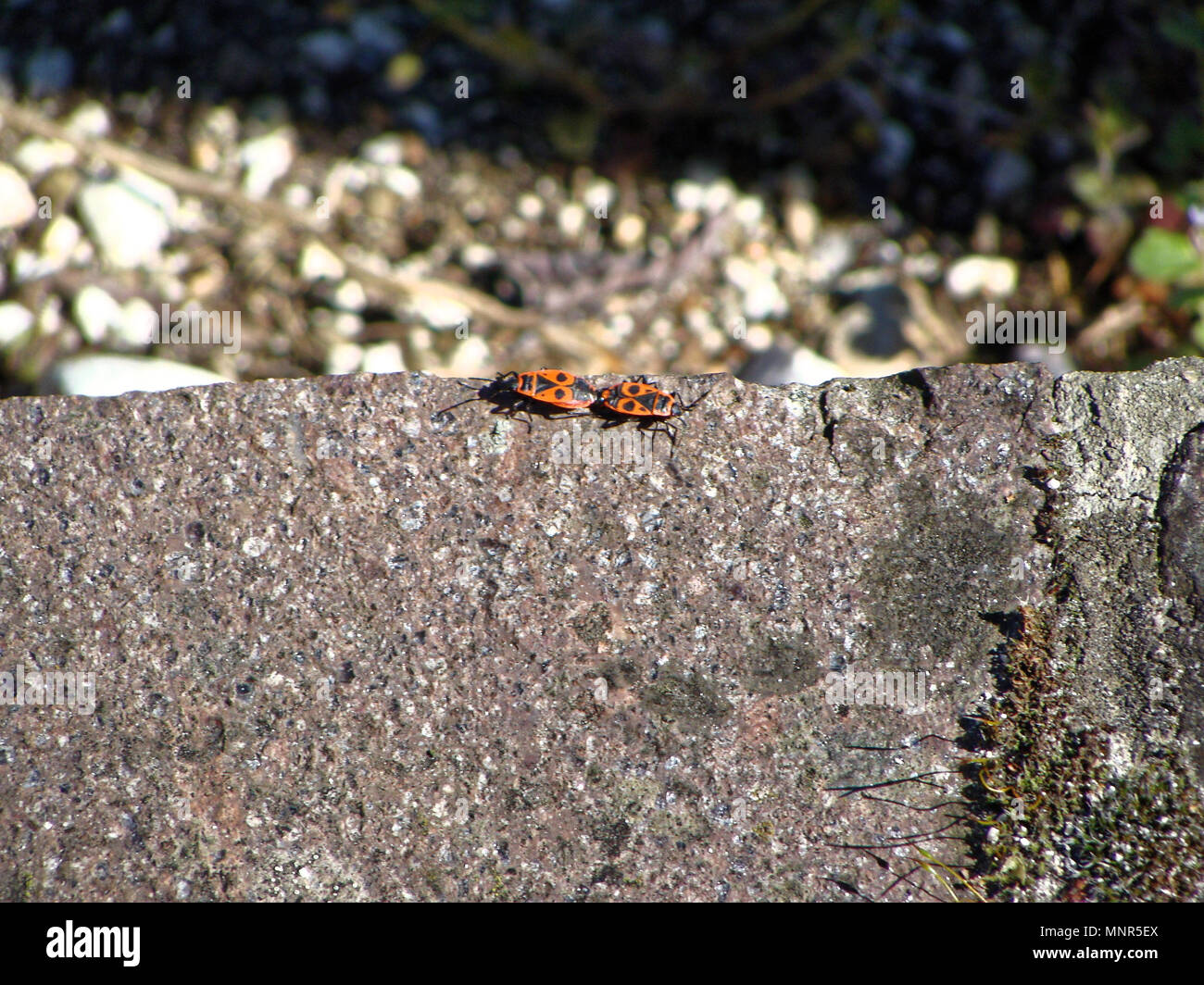 Pair of red insect bugs romantically connected for continuation of ...