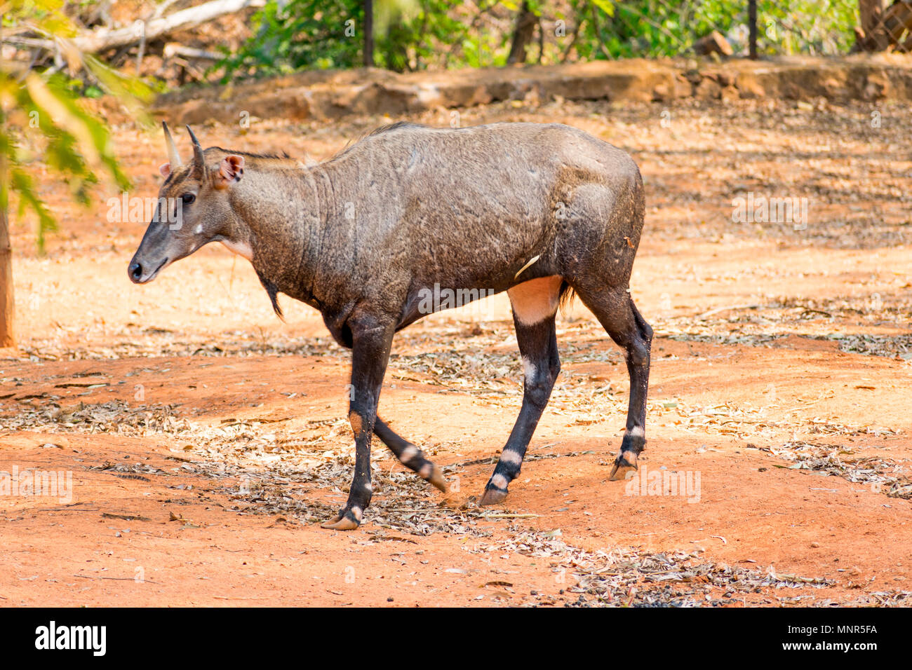 Indian deer head hi-res stock photography and images - Alamy