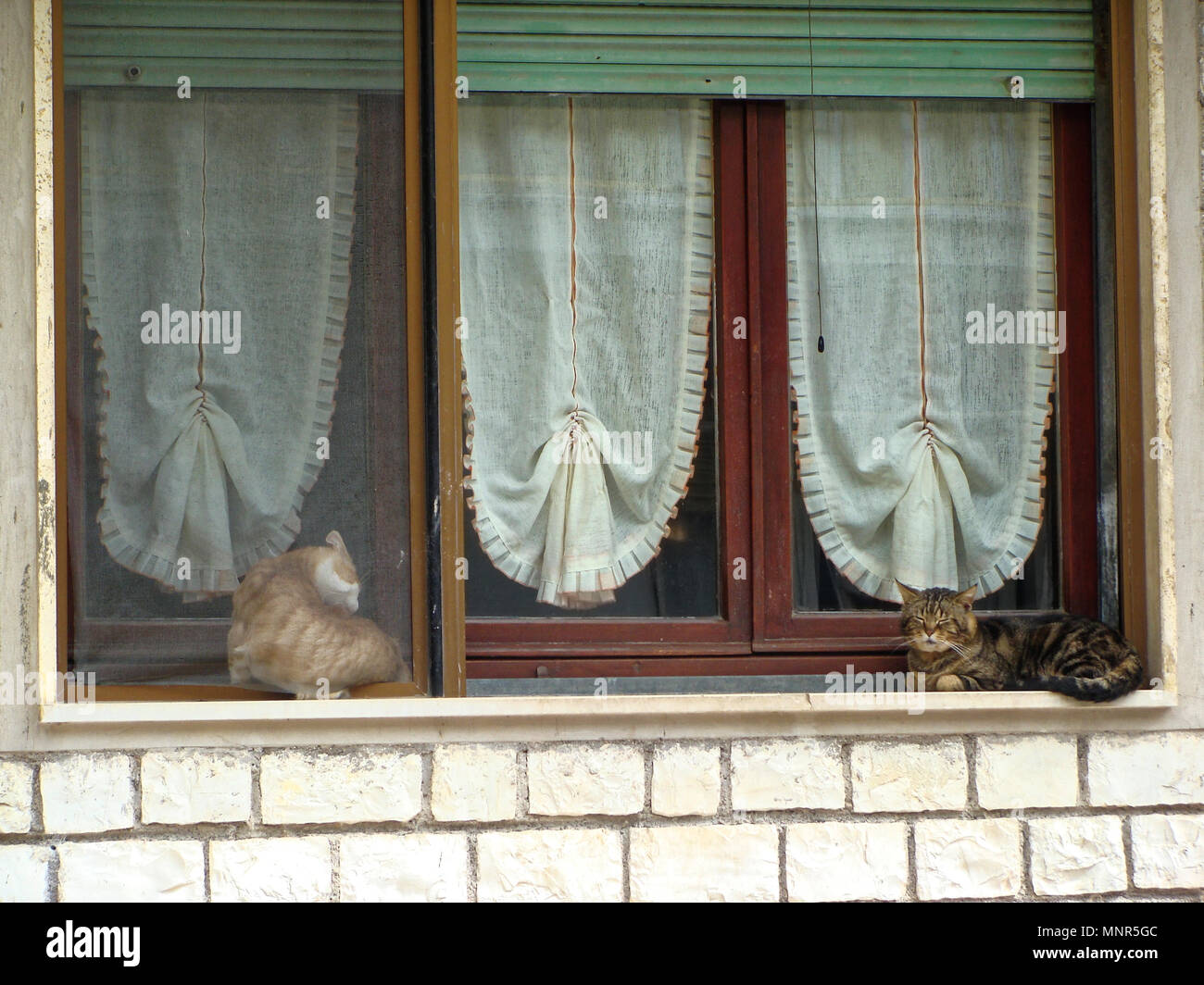Stained glass window cat hi-res stock photography and images - Alamy