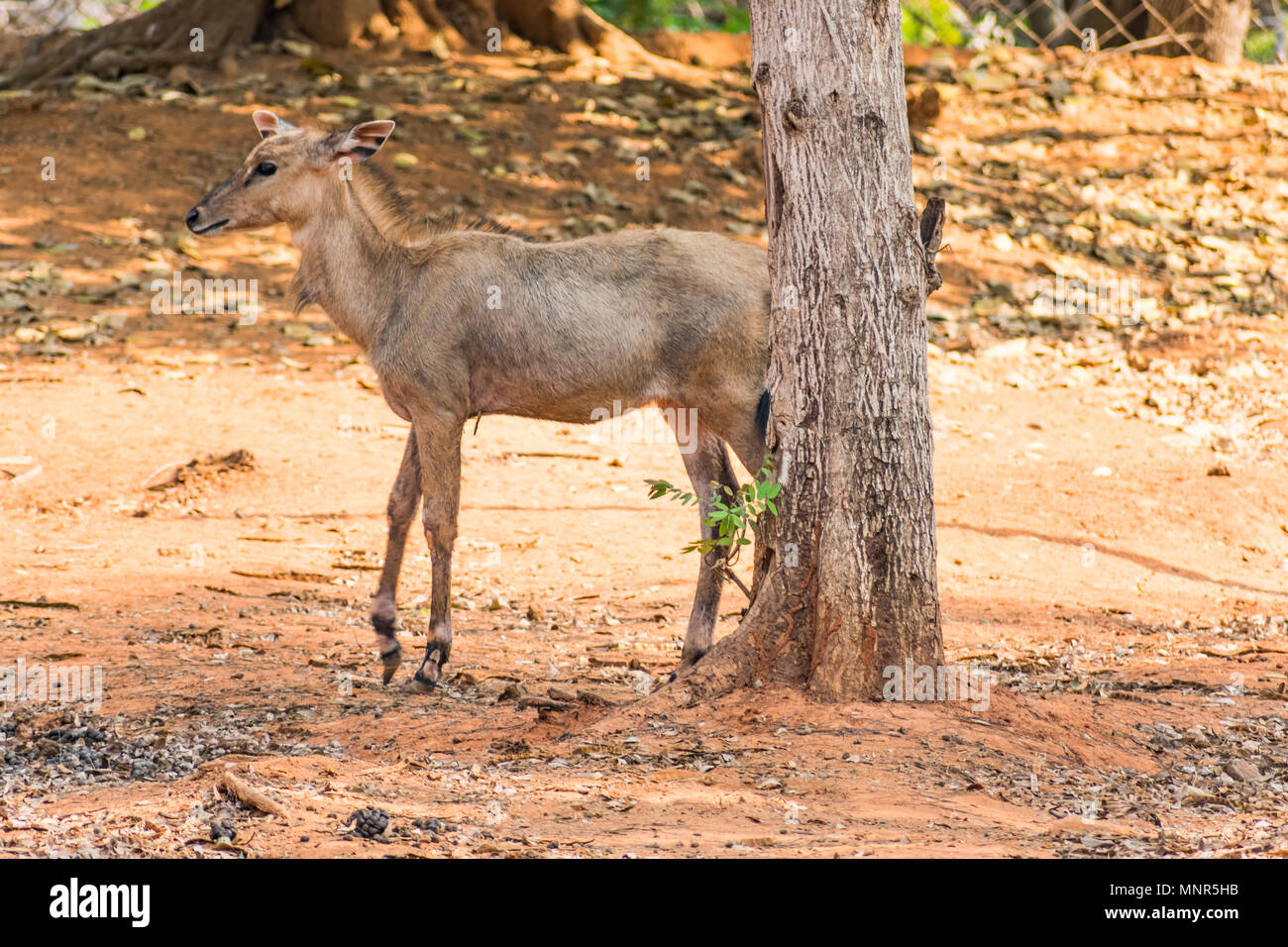 Eld's deer kid standingunder a tree in public park of visakhapatnam ...