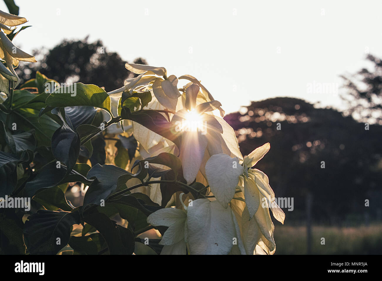Sunset through flowers Stock Photo - Alamy