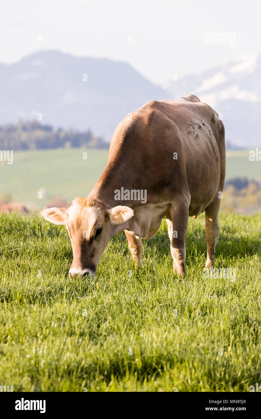 Swiss brown cattle grazes on a spring morning on a meadow in the ...