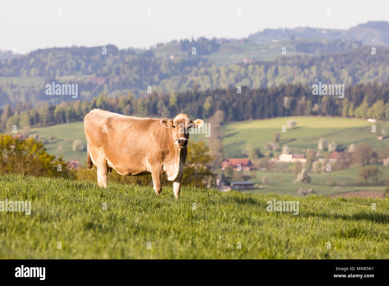 Swiss brown cattle stands on a spring morning on a meadow in the ...