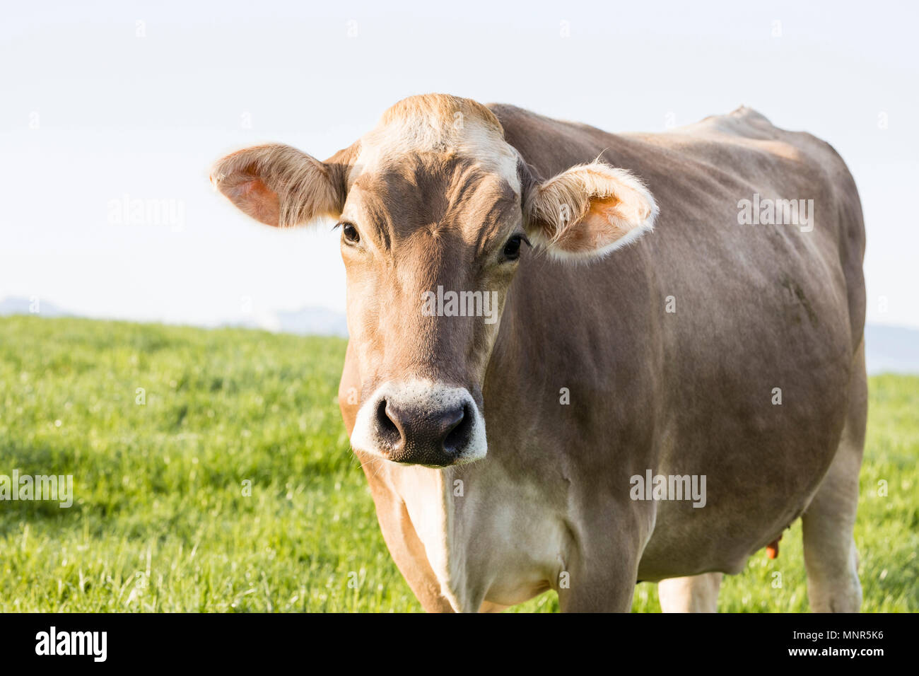 Calf switzerland agriculture hi-res stock photography and images - Alamy
