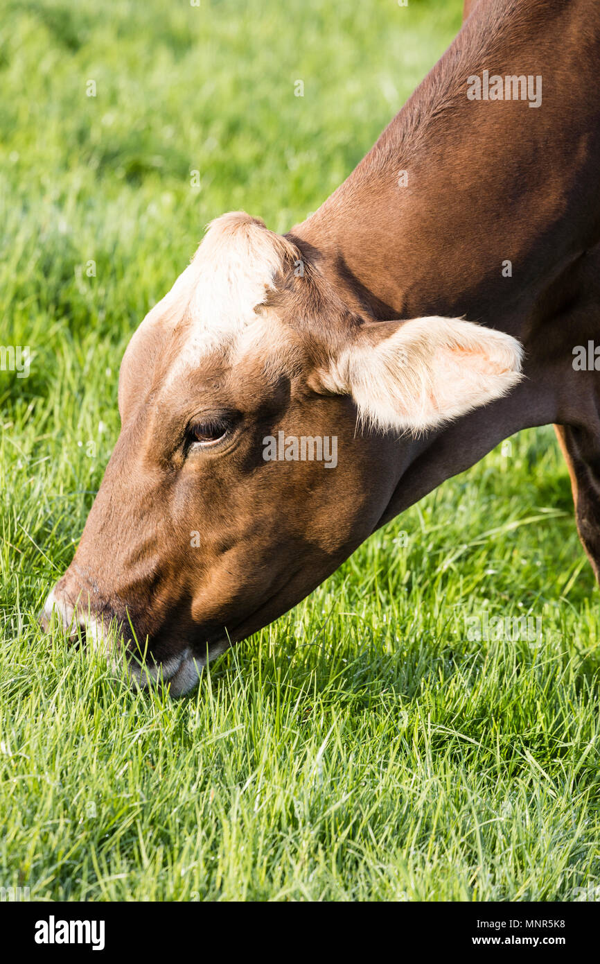 Swiss brown cattle grazes on a spring morning on a meadow in the ...