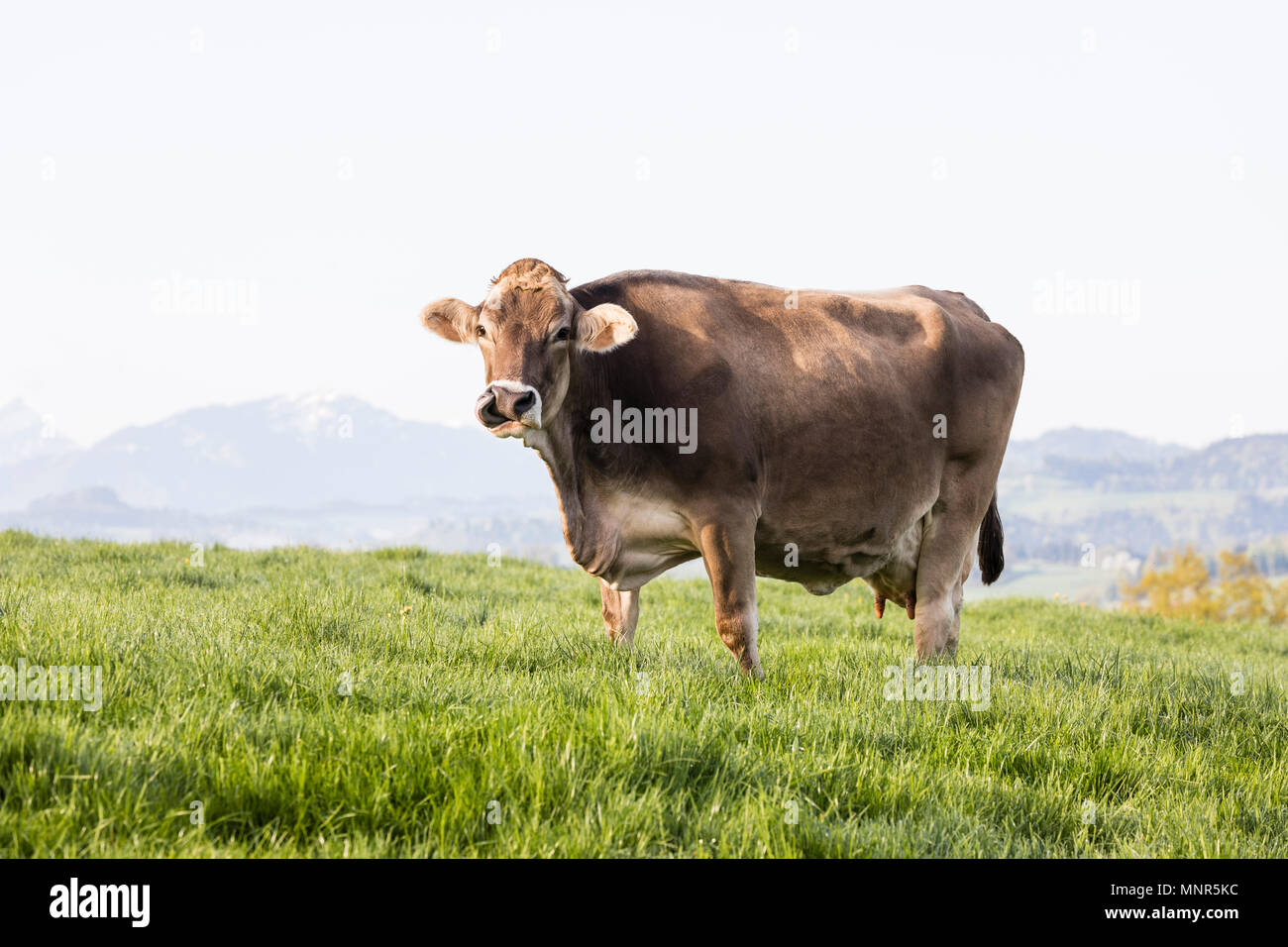 A big beautiful older cow of the breed Swiss Braunvieh licking its ...