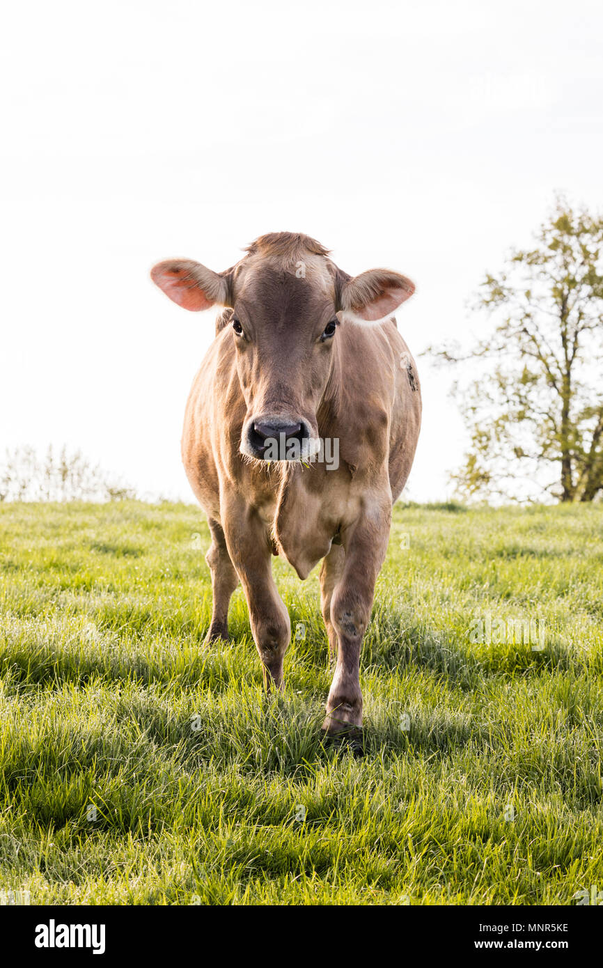 Calf switzerland agriculture hi-res stock photography and images - Alamy