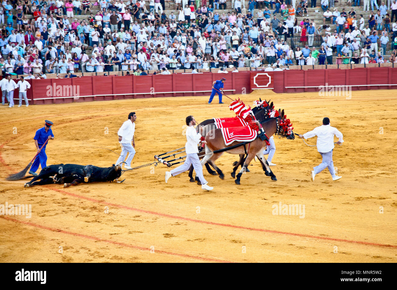 Dead bull hi-res stock photography and images - Alamy