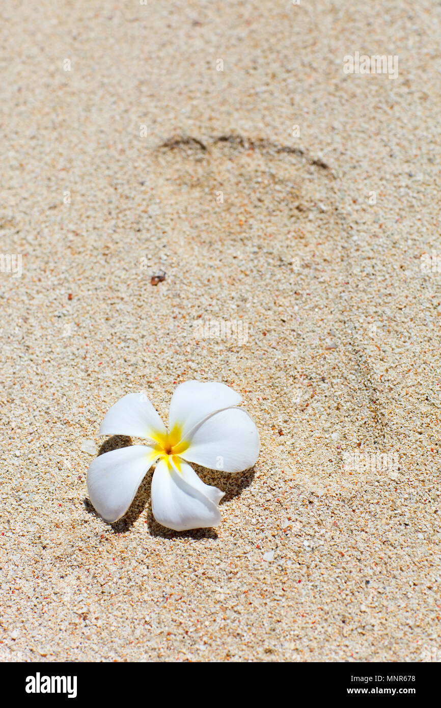 Footprint and frangipani flower on white sand tropical beach Stock ...