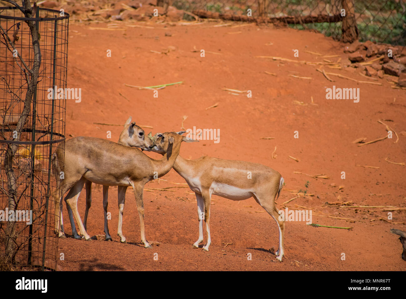 Barking Deer deer kids close view at zoo standing on sunny day in ...