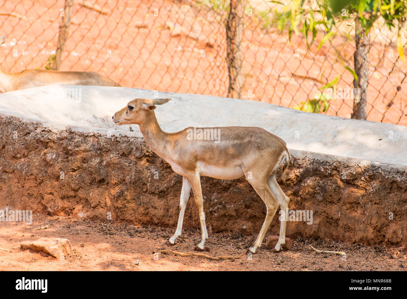 Eld's deer kid stansing under a tree in public park of visakhapatnam ...