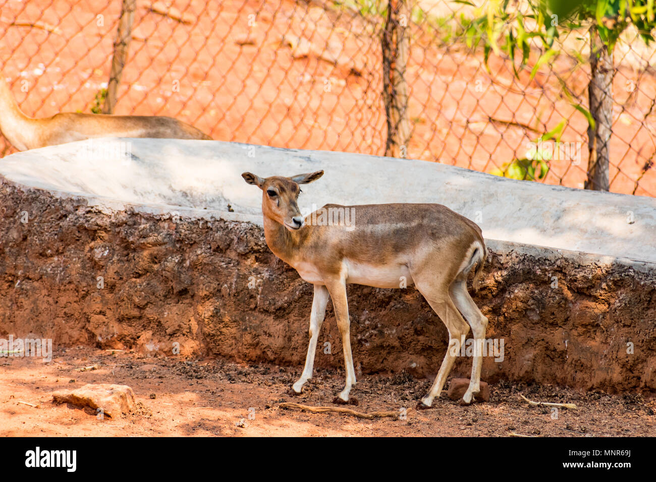 Eld's deer kid stansing under a tree in public park of visakhapatnam ...