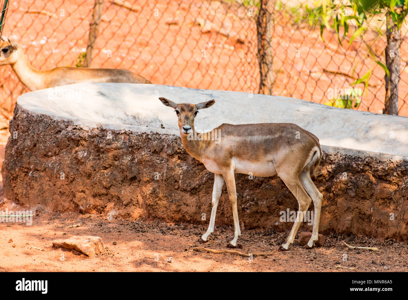Eld's deer kid stansing under a tree in public park of visakhapatnam ...