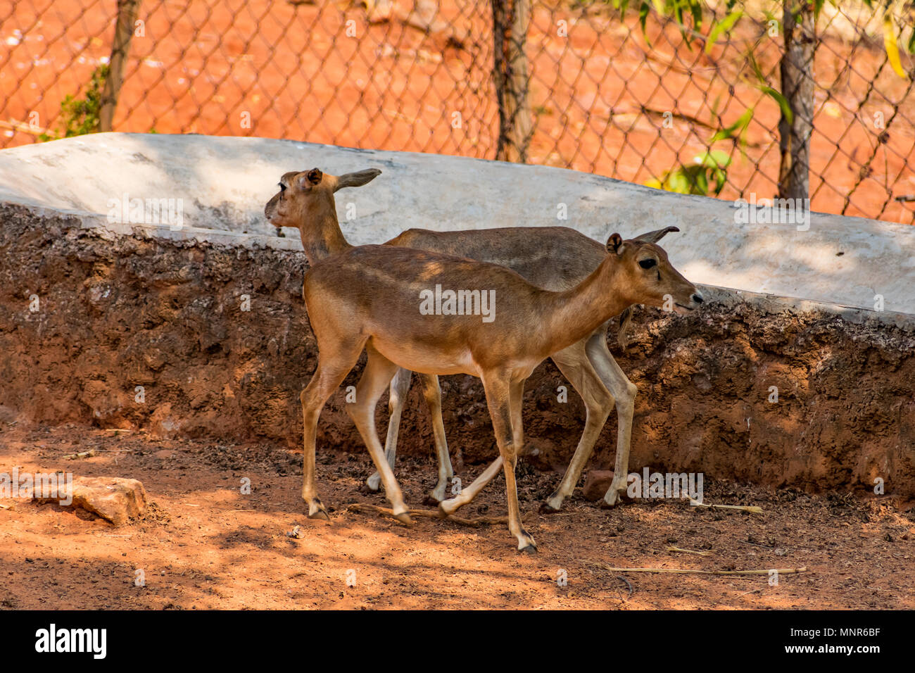 Barking Deer deer kids couple close view at zoo standing on sunny day ...