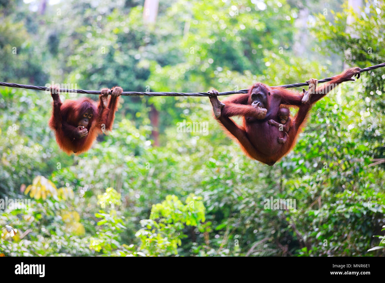 Mother, baby and child orangutans from Sabah in Malaysian Borneo Stock ...