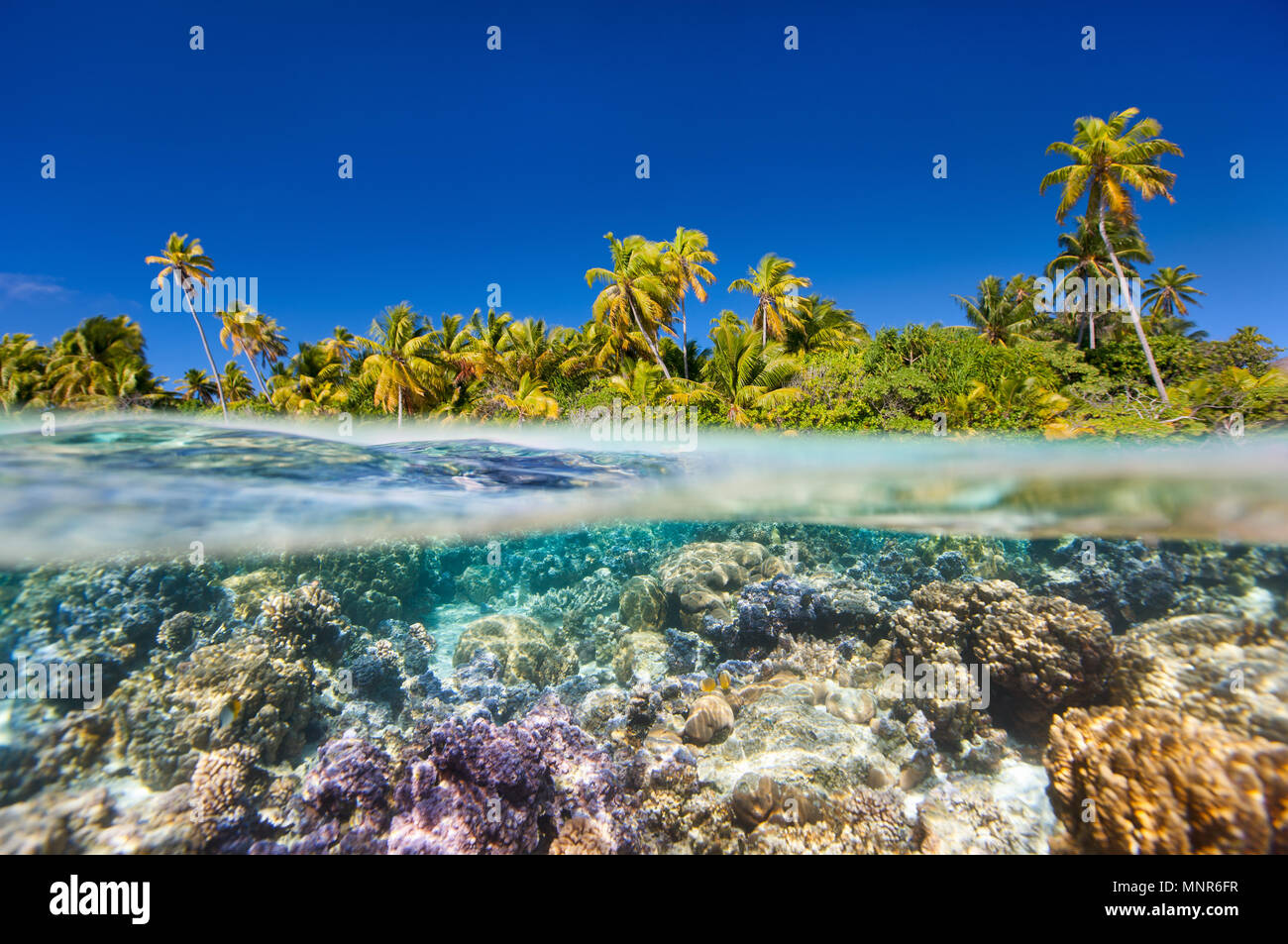 Tropical Reef Fish Polynesia High Resolution Stock Photography and ...