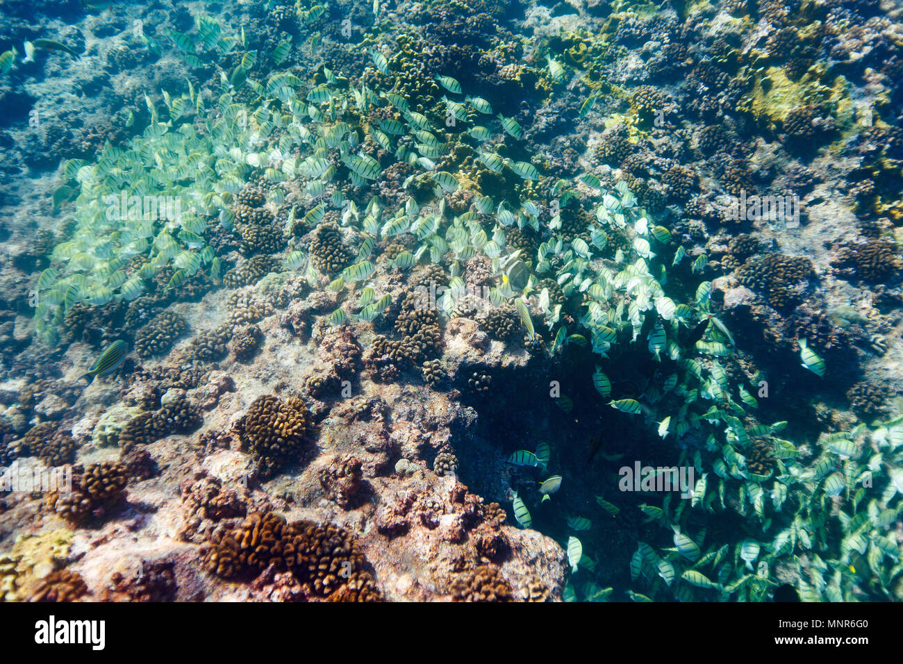 Coral reef and fish in Pacific ocean Stock Photo - Alamy