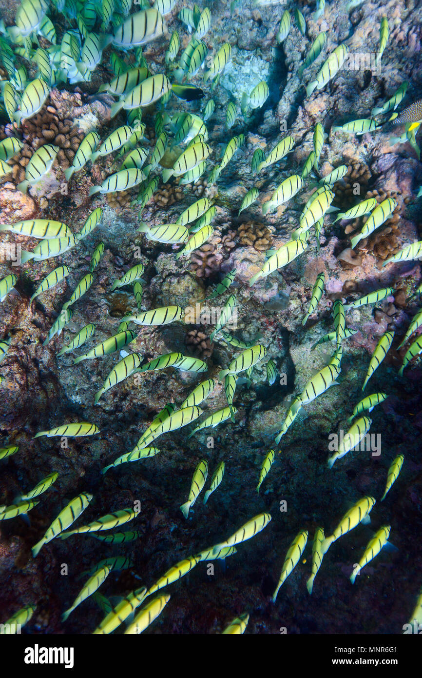 Coral reef and fish in Pacific ocean Stock Photo - Alamy