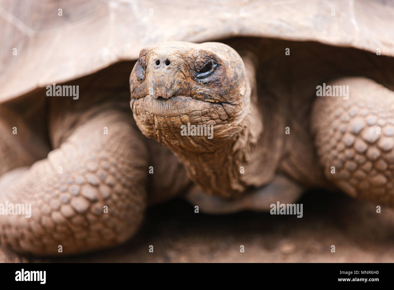 Galapagos giant tortoise close up portrait Stock Photo - Alamy