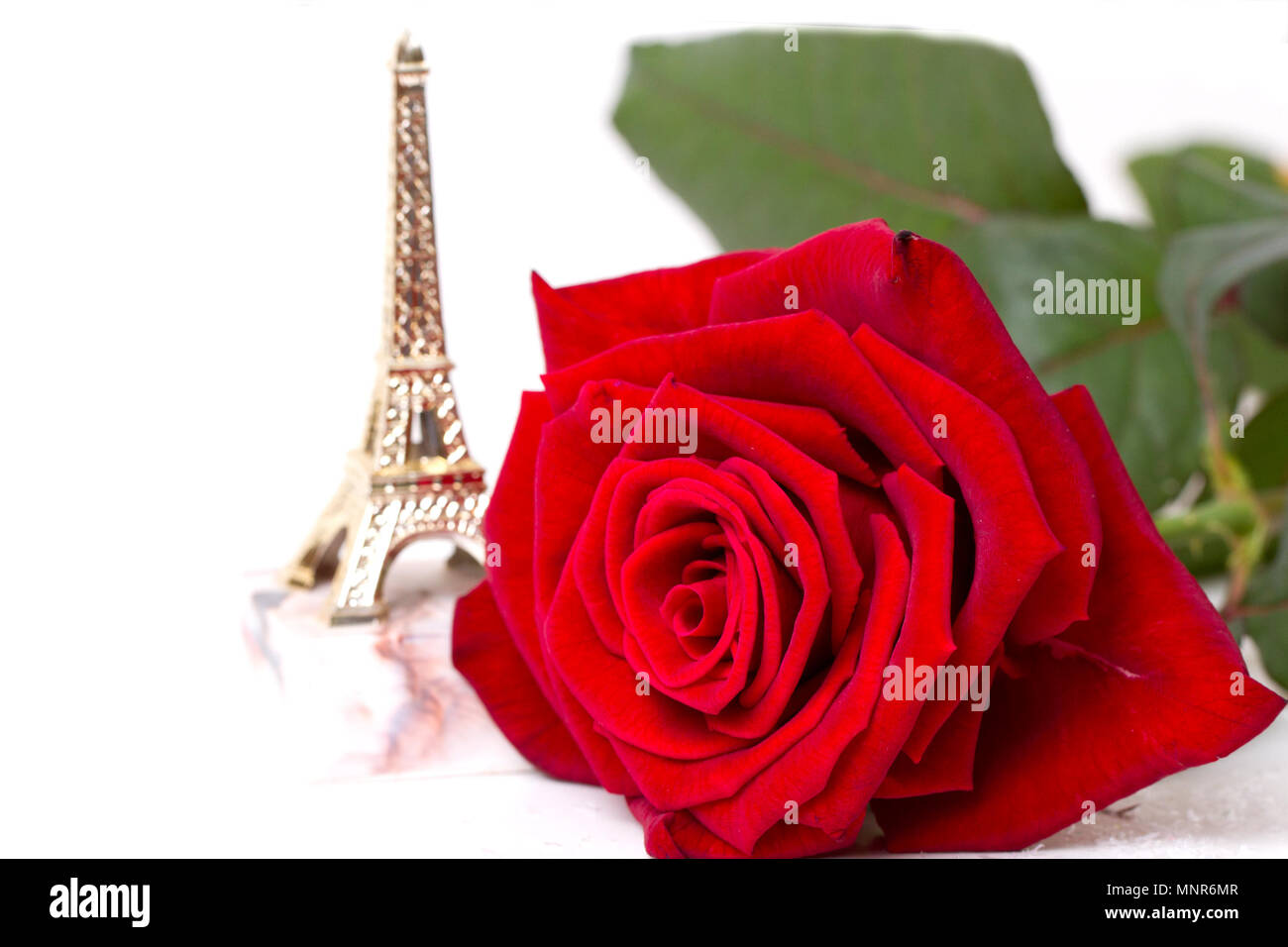 red rose isolated on white background Stock Photo - Alamy
