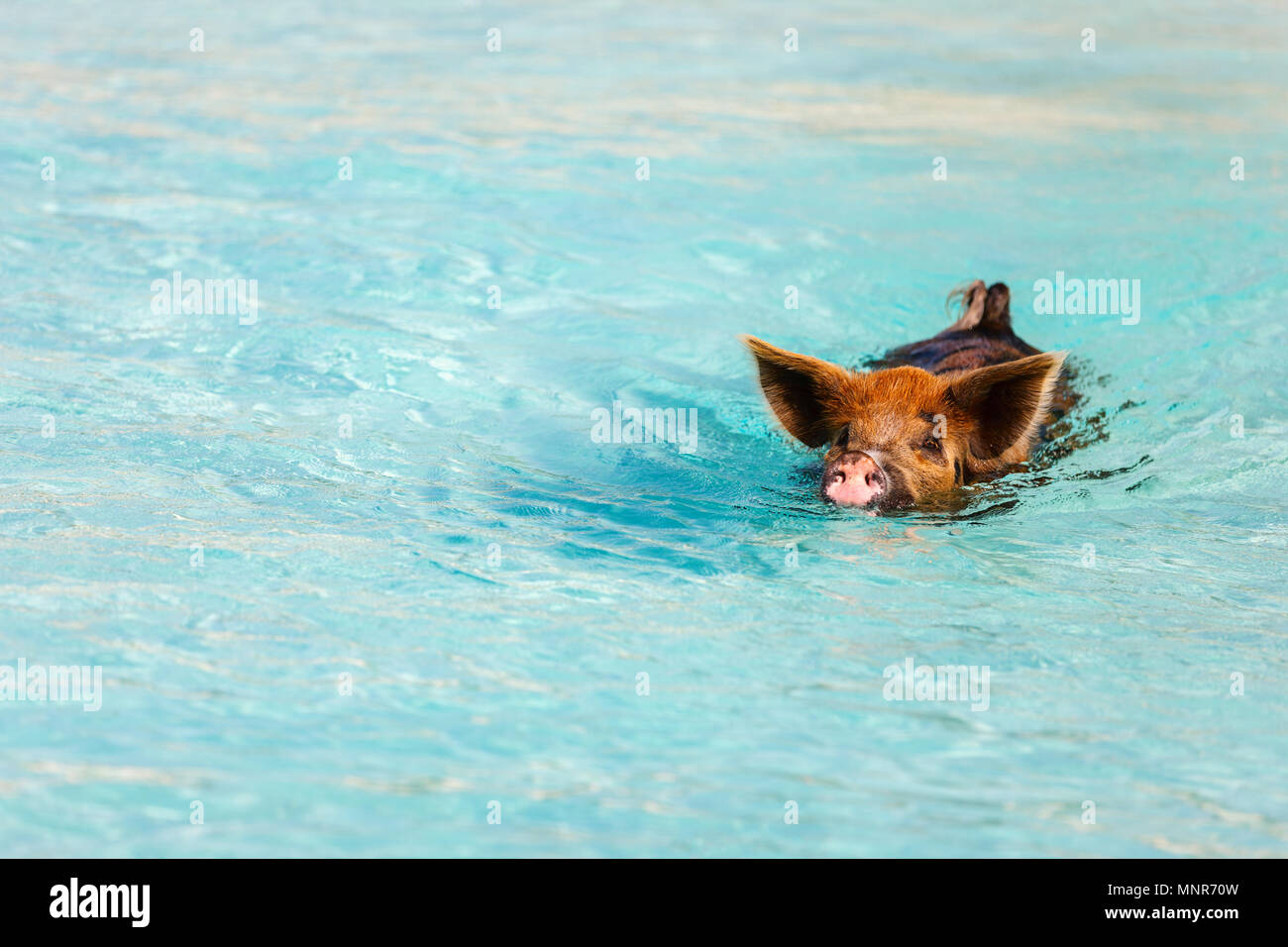 Pig swimming in a water near island of Exuma Bahamas Stock Photo - Alamy
