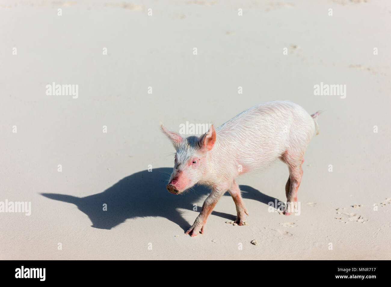 Little piglet at Exuma beach Bahamas Stock Photo - Alamy