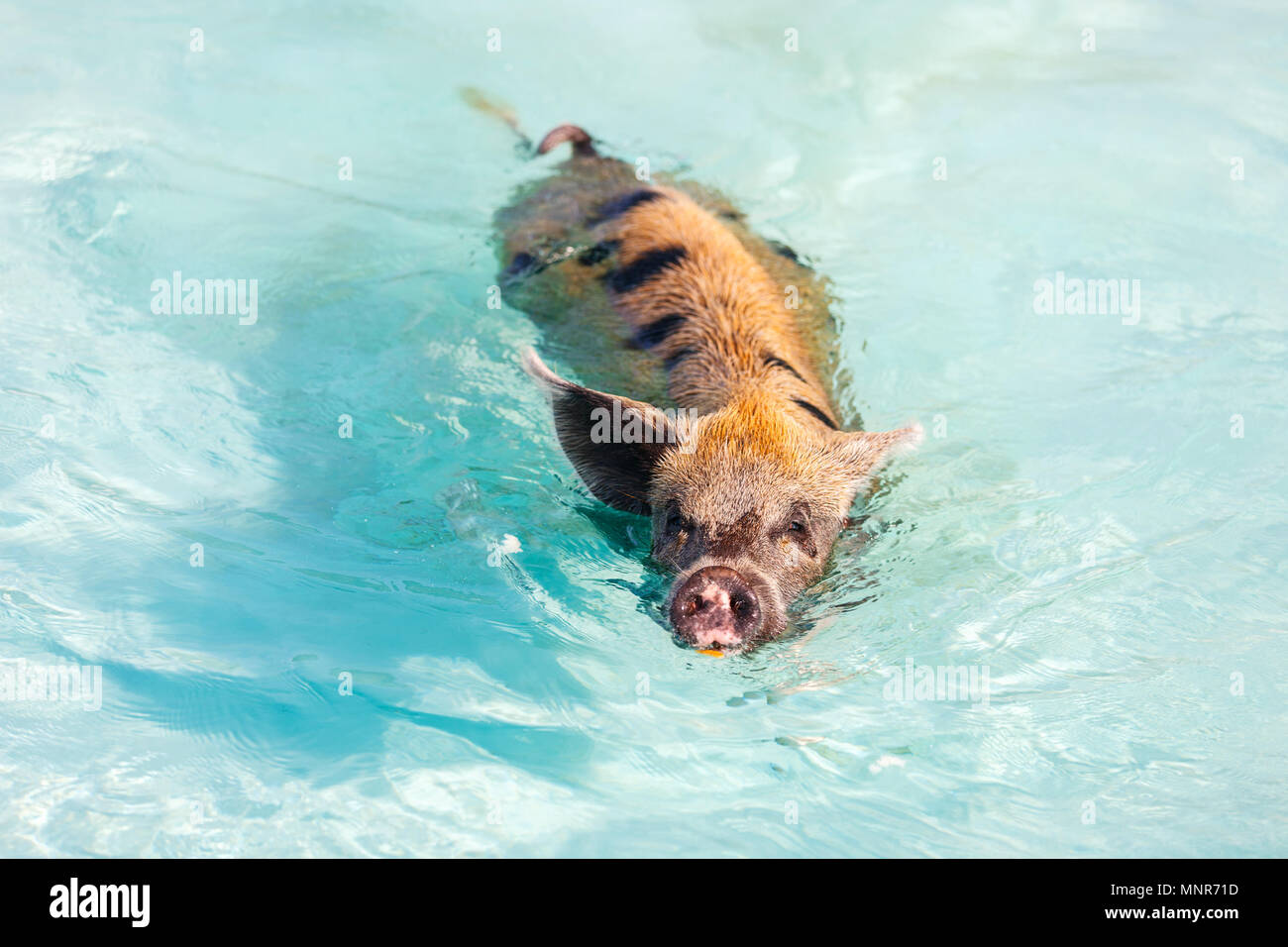 Pig Swimming High Resolution Stock Photography and Images - Alamy