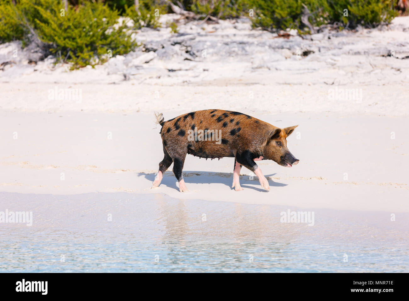 Pig at tropical beach on Exuma island Bahamas Stock Photo - Alamy