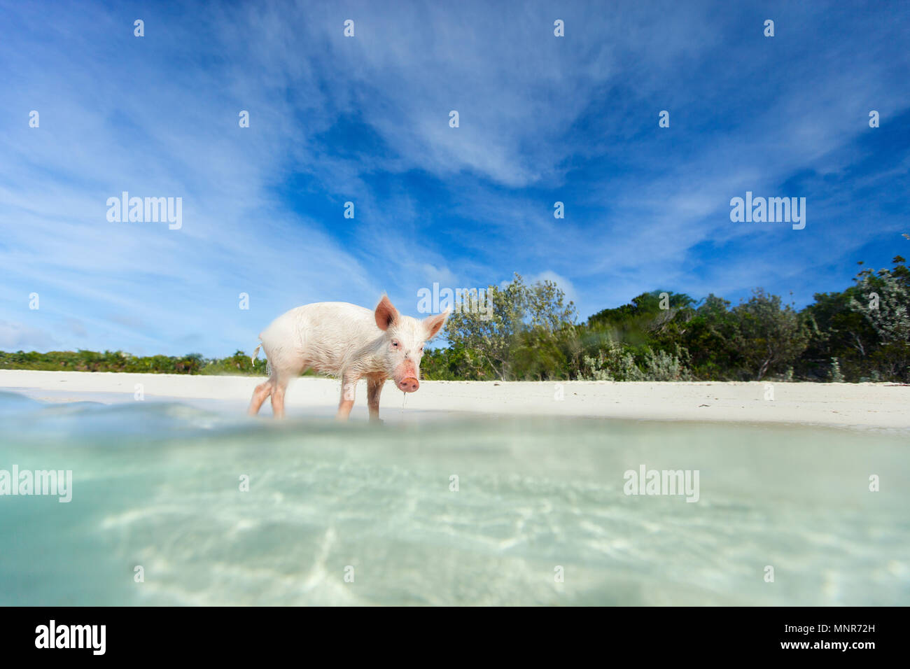 Little piglet in a water at beach on Exuma island Bahamas Stock Photo ...