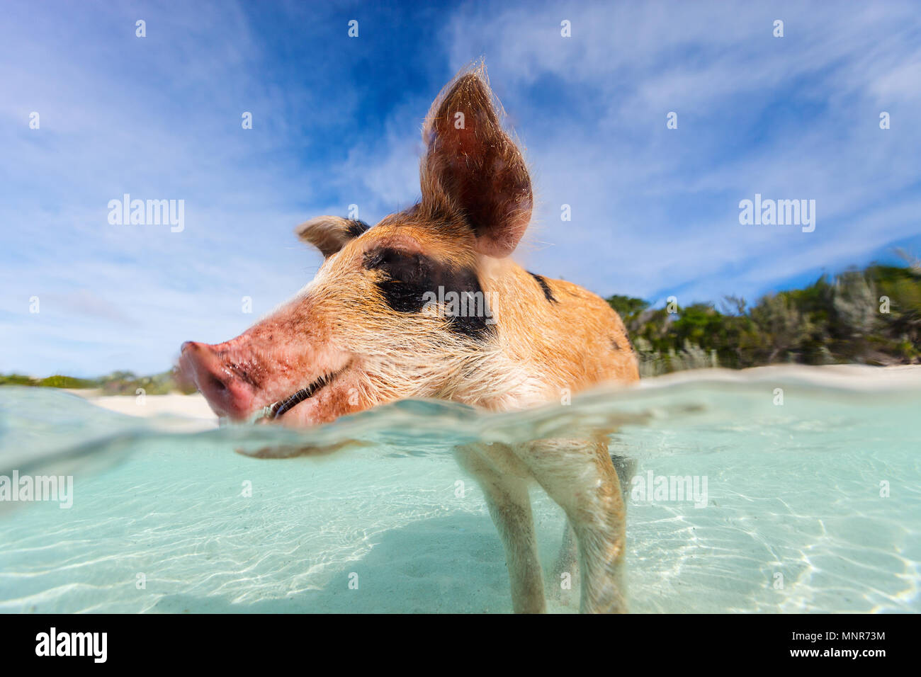 Little piglet in a water at beach on Exuma Bahamas Stock Photo - Alamy