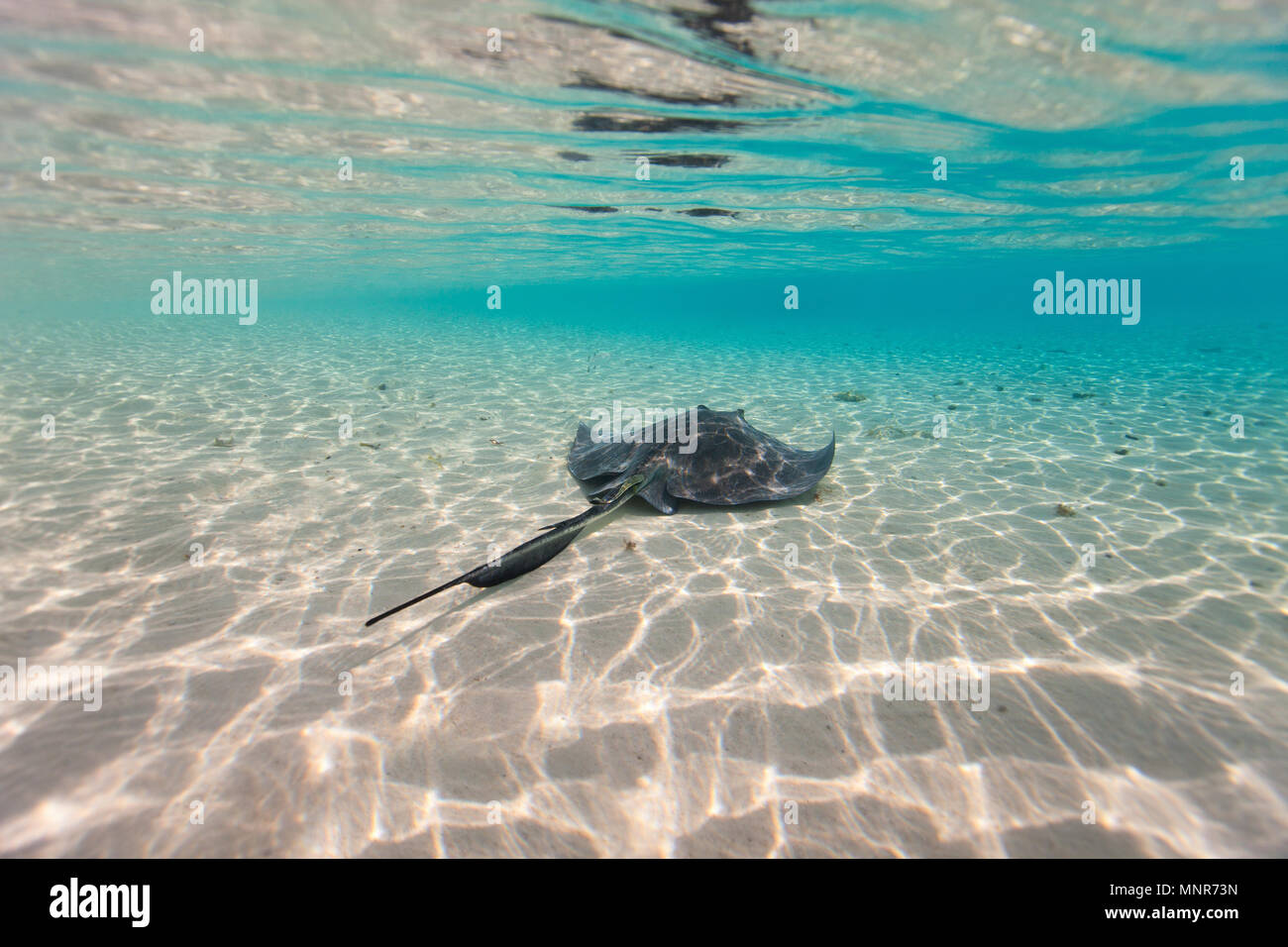 Fish swimming in shallow water hi-res stock photography and images - Alamy