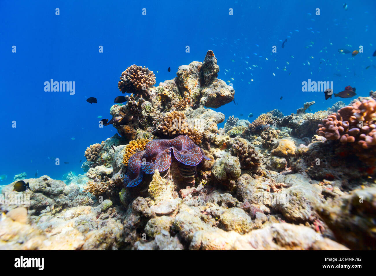 Beautiful coral reef and a giant blue clam underwater at Maldives Stock ...