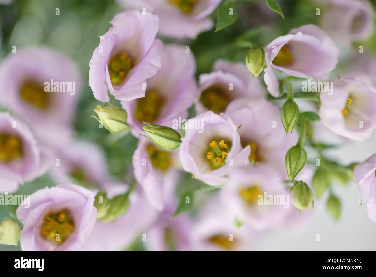 bunch of lilac eustoma flowers in glass vase. Love Vintage background ...
