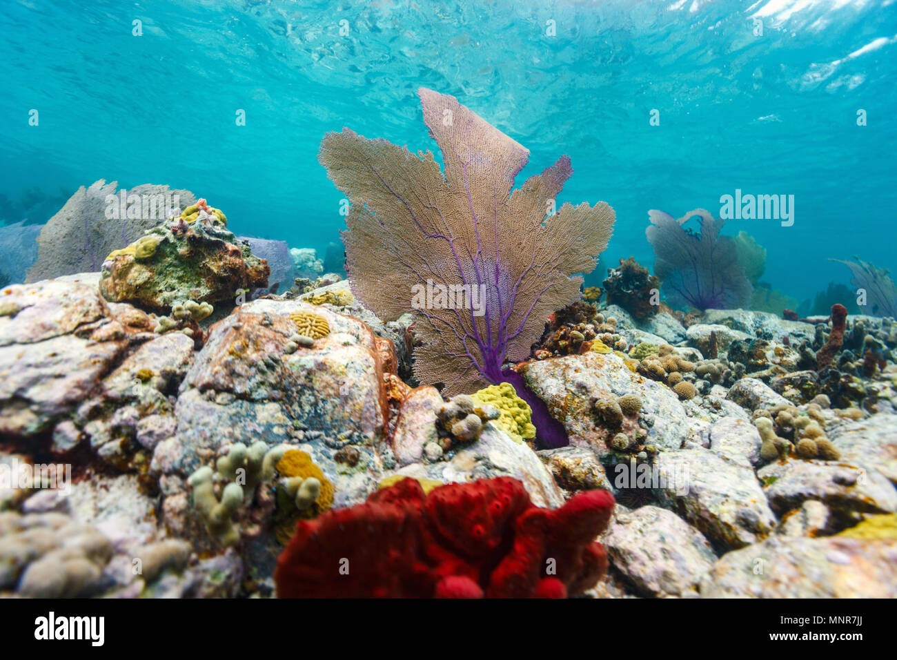 Beautiful colorful coral reef in Caribbean Stock Photo - Alamy