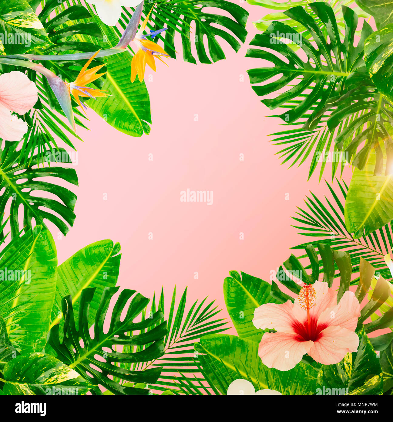 Tropical green leaves and flowers frame on pink background toned image ...