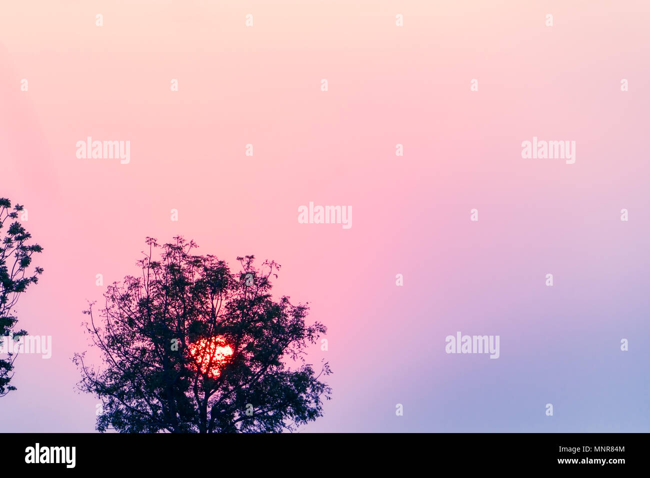 beautiful twilight sunset on the tree, lanscape filter apply Stock ...