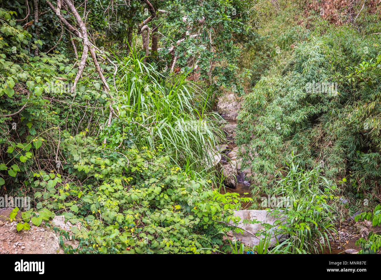 nature river green costa rica Stock Photo - Alamy