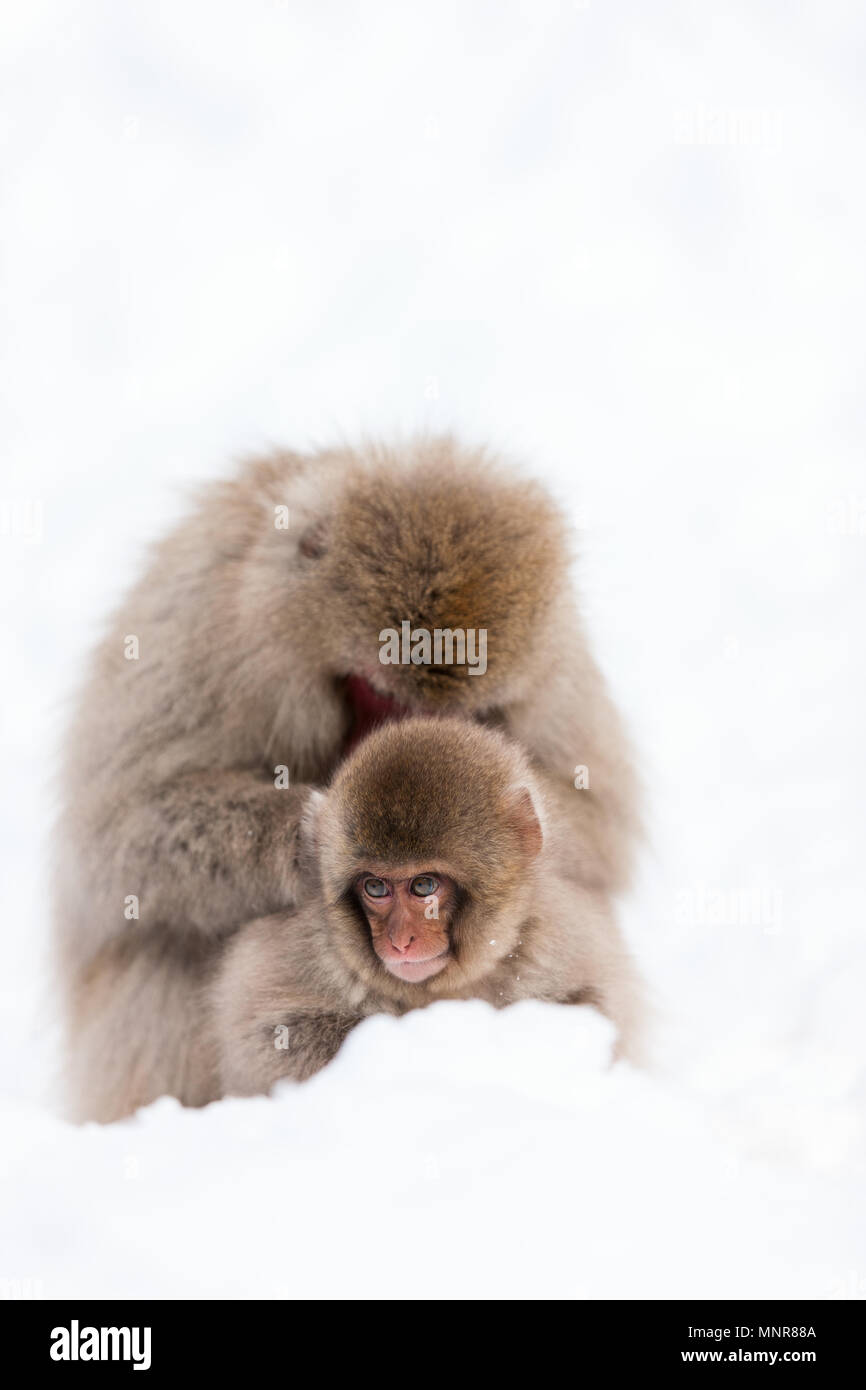 Snow Monkey Japanese Macaque on snow at winter in Nagano, Japan Stock ...