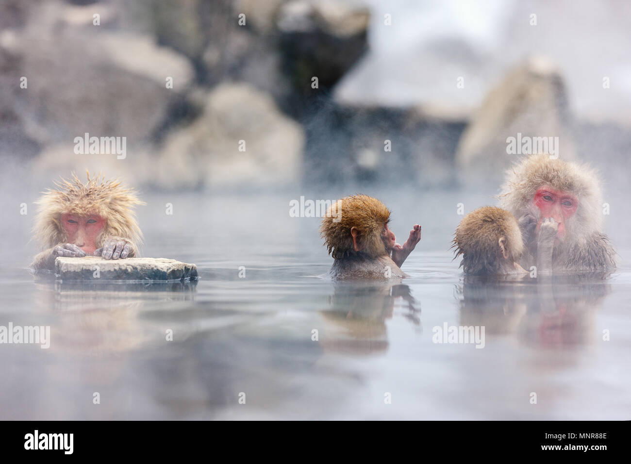 Snow Monkey Japanese Macaques bathe in onsen hot springs at Nagano ...