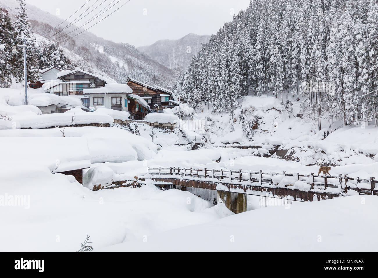 Winter landscape and forest covered with snow in Nagano, Japan Stock ...