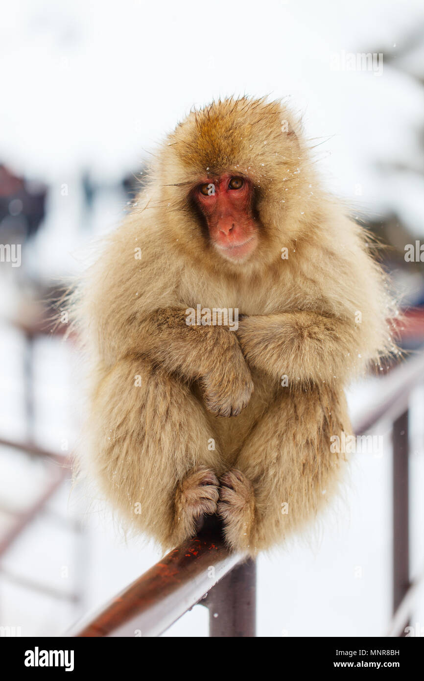 Snow Monkey Japanese Macaque on snow at winter in Nagano, Japan Stock ...