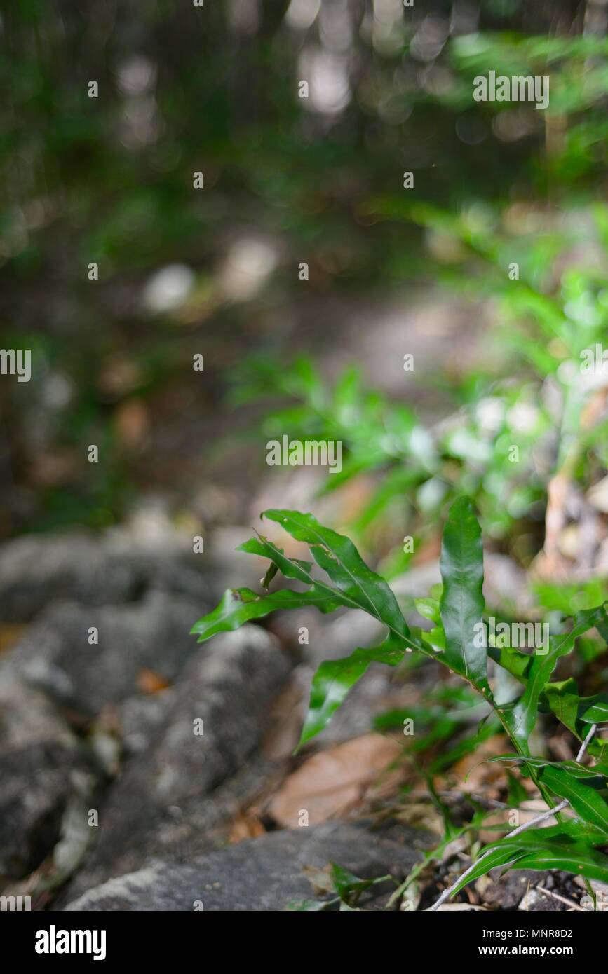 Ferns growing in the Australian bush, Rollingstone QLD, Australia Stock ...