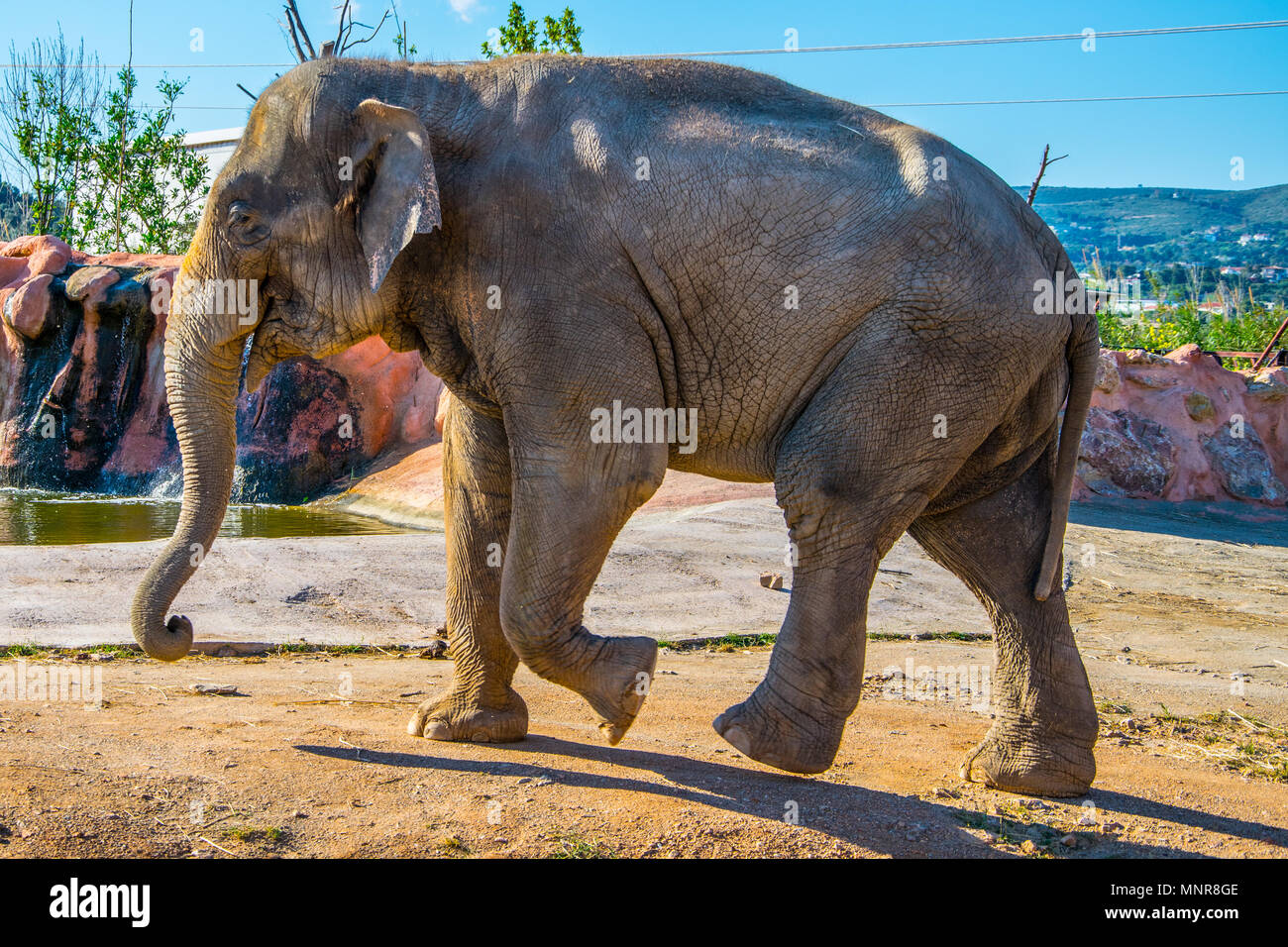 An elephant is walking through a park Stock Photo - Alamy